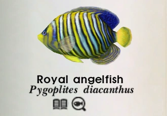 Royal Angelfish | Endless Ocean Wiki | Fandom