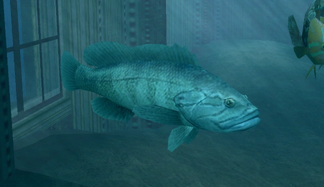 White Grouper | Endless Ocean Wiki | Fandom