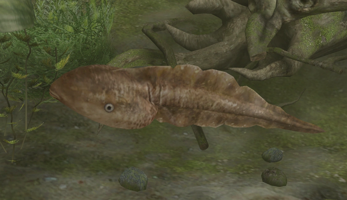 Paradoxical Frog | Endless Ocean Wiki | Fandom