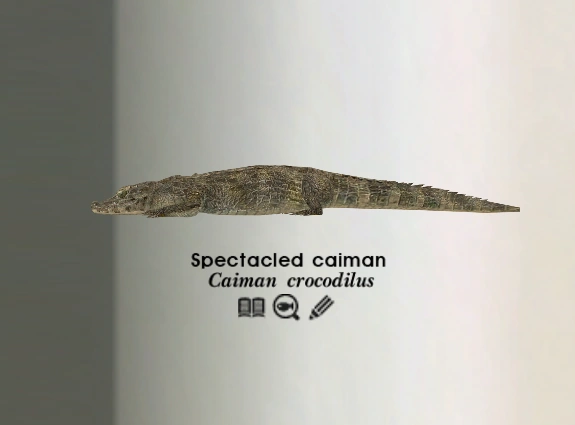 Spectacled Caiman Drawing