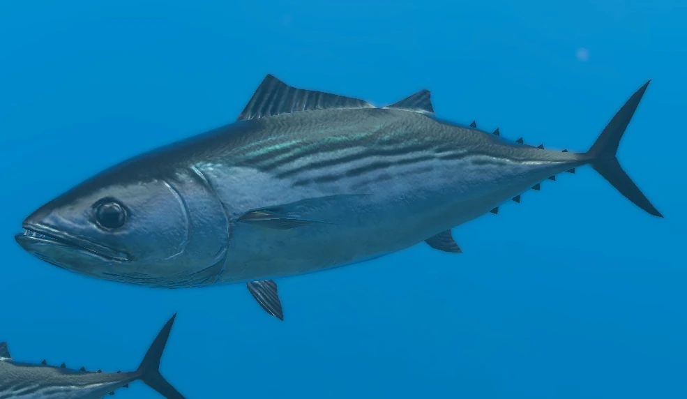 Striped Bonito | Endless Ocean Wiki | Fandom
