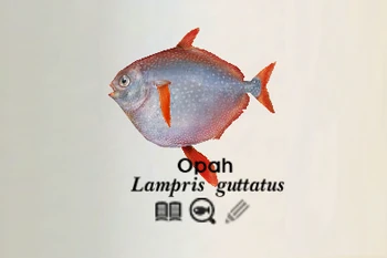 Opah | Endless Ocean Wiki | Fandom
