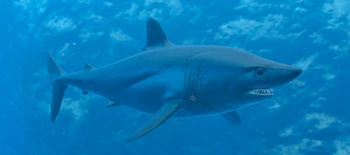 Shortfin Mako Shark | Endless Ocean Wiki | Fandom