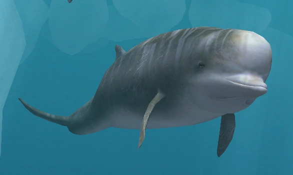 Southern Bottlenose Whale | Endless Ocean Wiki | Fandom