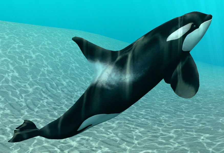 Orca Partner | Endless Ocean Wiki | Fandom
