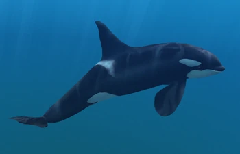 Orca | Endless Ocean Wiki | Fandom