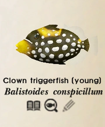 Baby Clown Triggerfish