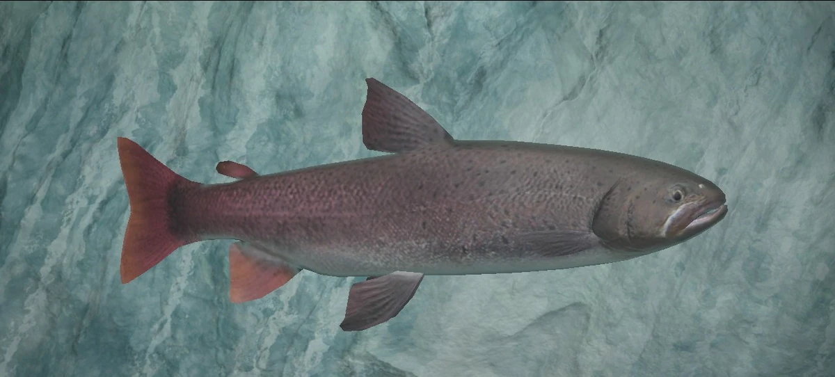 Siberian Taimen | Endless Ocean Wiki | Fandom