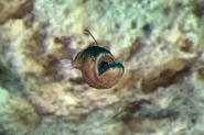 Humpback Anglerfish | Endless Ocean Wiki | Fandom