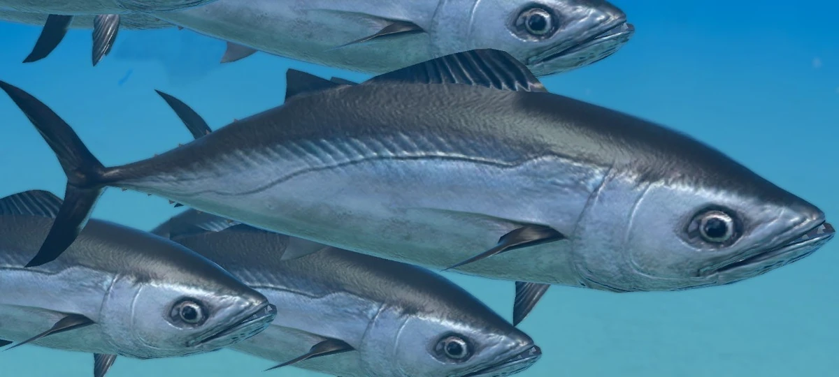 Dogtooth Tuna | Endless Ocean Wiki | Fandom