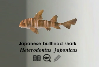 Japanese Bullhead Shark | Endless Ocean Wiki | Fandom