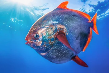 Opah | Endless Ocean Wiki | Fandom