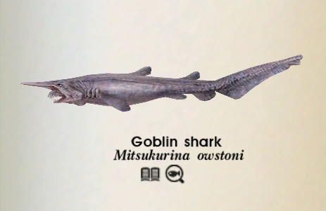 Goblin Shark Phylogeny