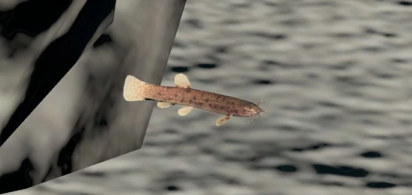 Japanese Eight-Barbel Loach | Endless Ocean Wiki | Fandom