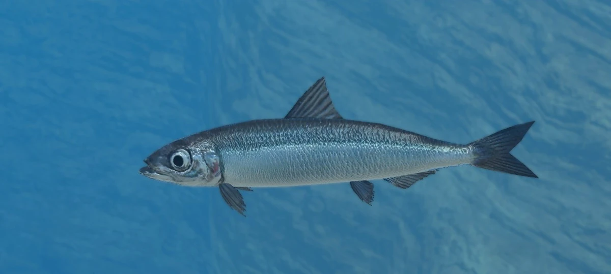 Round Herring | Endless Ocean Wiki | Fandom