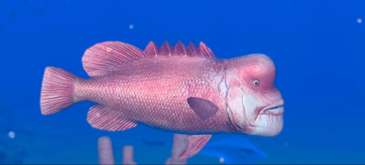Asian Sheepshead Wrasse | Endless Ocean Wiki | Fandom