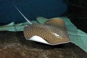 Leopard Whipray | Endless Ocean Wiki | Fandom