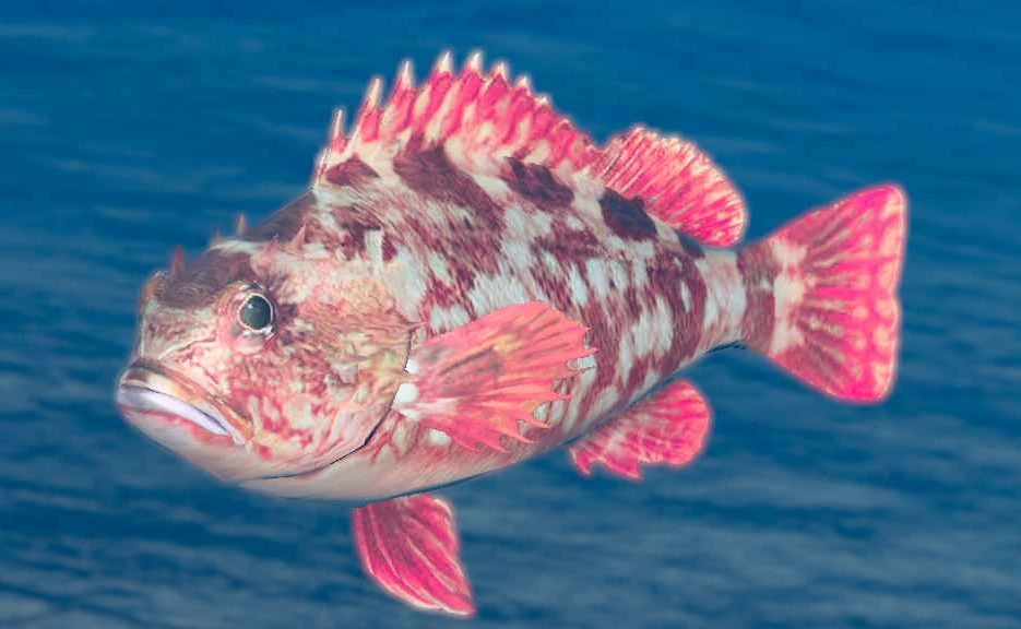 Sea Ruffe | Endless Ocean Wiki | Fandom