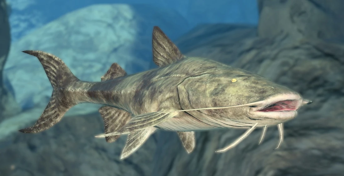 Giant Devil Catfish | Endless Ocean Wiki | Fandom