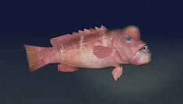 Asian Sheepshead Wrasse | Endless Ocean Wiki | Fandom