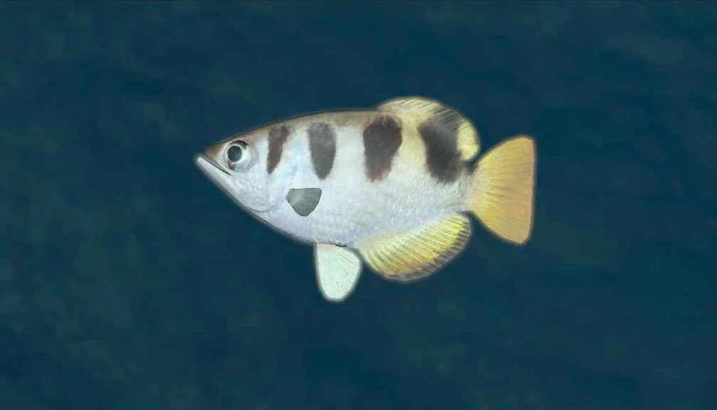 Banded Archerfish | Endless Ocean Wiki | Fandom