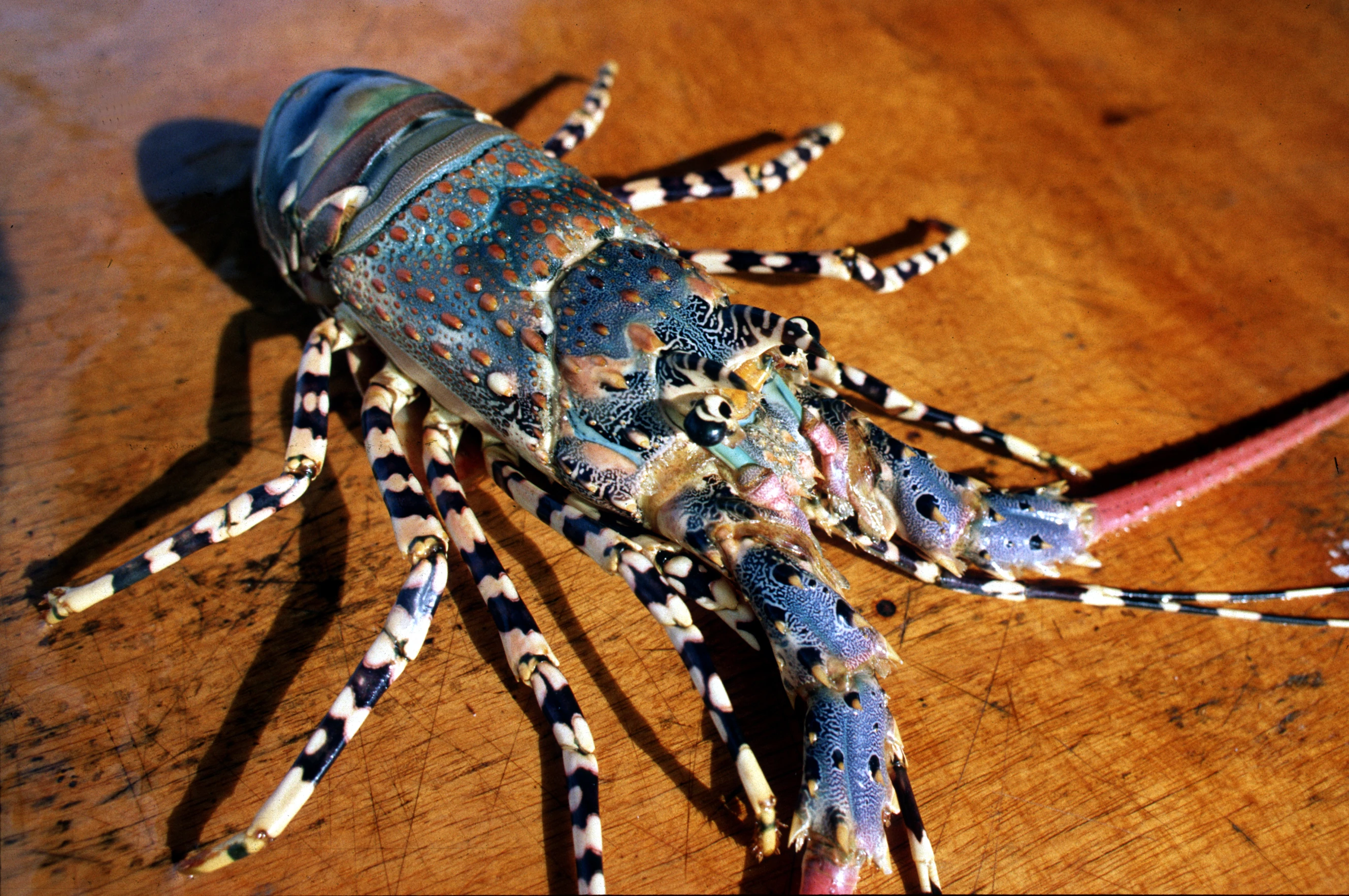 Green Spiny Lobster