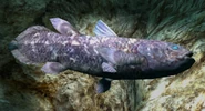 Coelacanth | Endless Ocean Wiki | Fandom