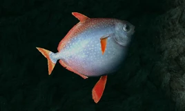 Opah | Endless Ocean Wiki | Fandom