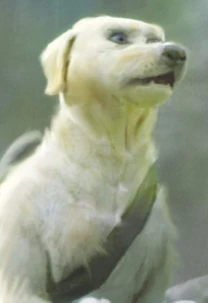 Byx | Endling Wiki | Fandom