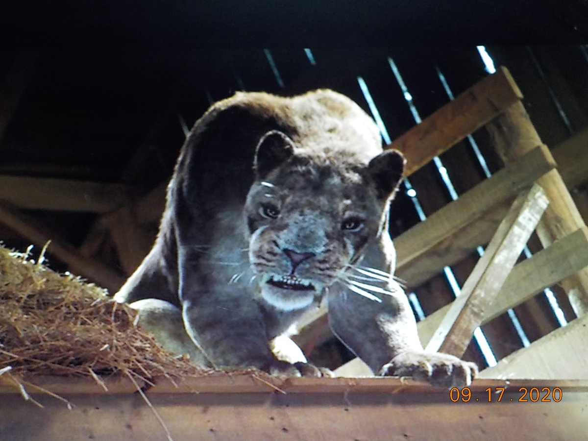 Smilodon | Endlings Wiki | Fandom