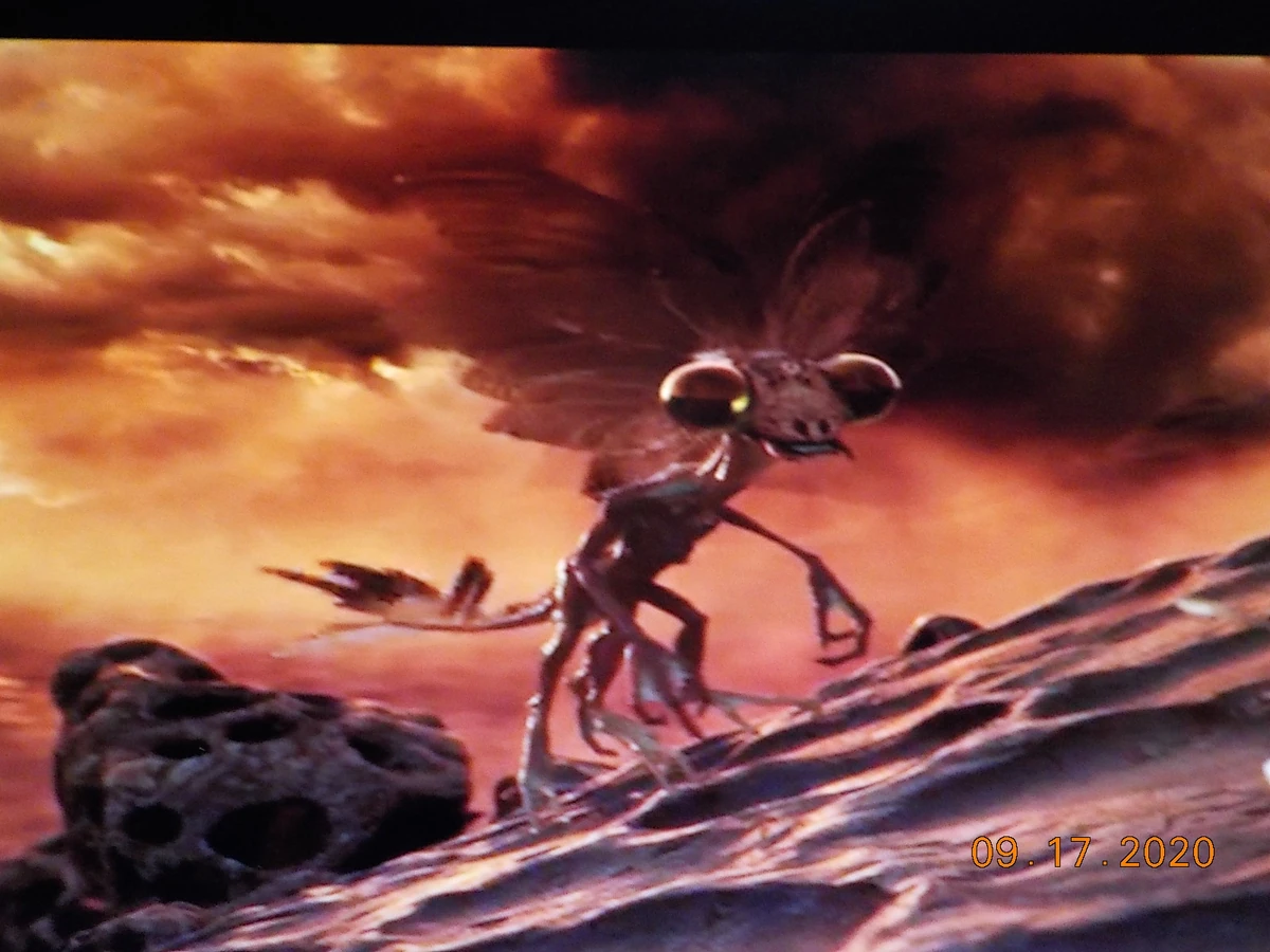 Bellis Dipterius | Endlings Wiki | Fandom