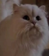 Stuart Little (1999) | English and Non-engish voice over and dubbing ...