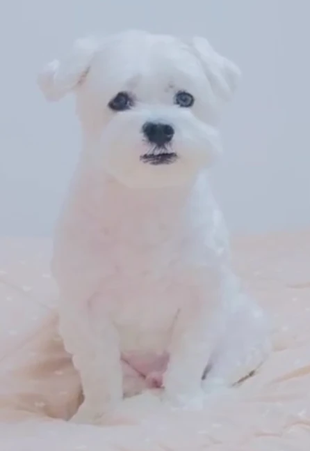 Category:Pets | ENHYPEN Wiki | Fandom