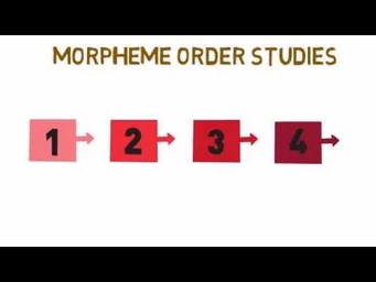Natural order hypothesis | Enseñamos para que Aprendan Wiki | Fandom