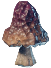Champignon rouge grillé | Wiki Enshrouded | Fandom