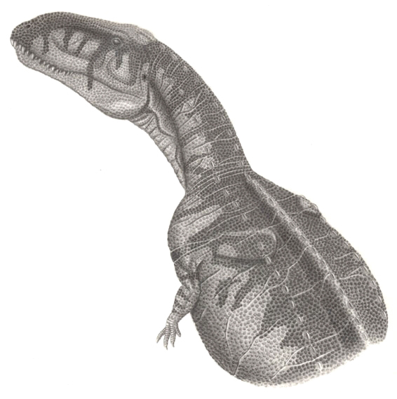 Abelisaurus Entirely Dinosaur Wiki Fandom