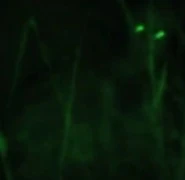 The Rake | Entity Wiki | Fandom