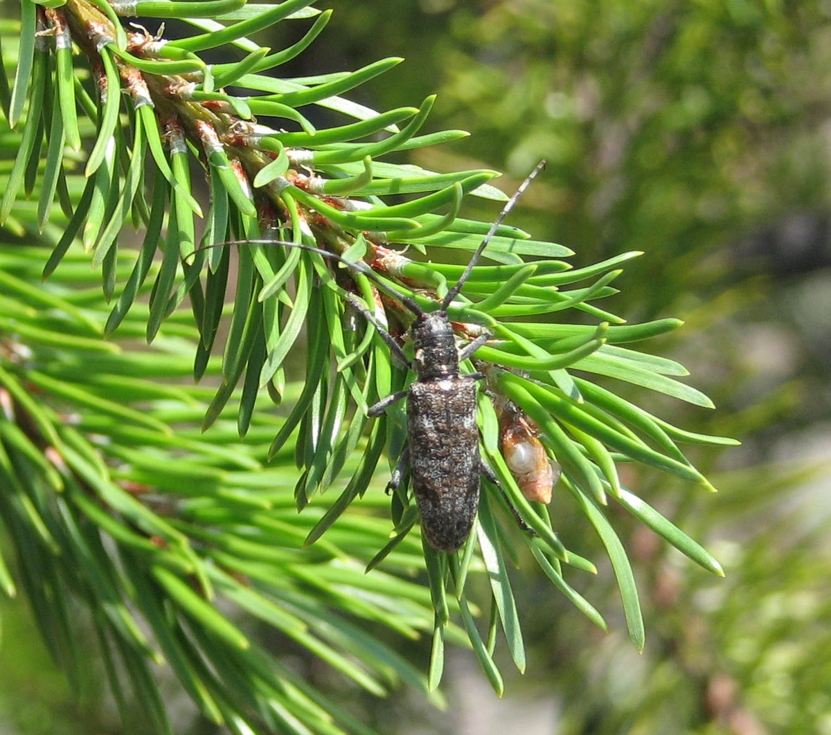 Monochamus mutator | Entomophagy Wiki | Fandom