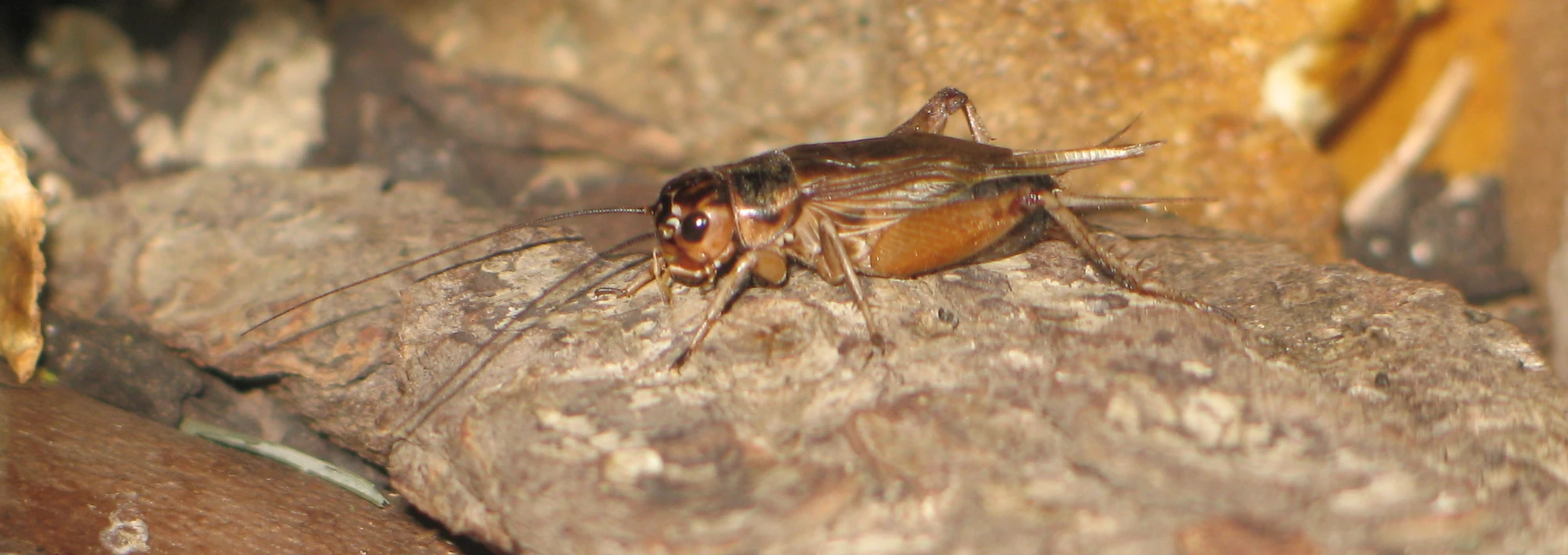 Acheta domesticus | Entomophagy Wiki | Fandom