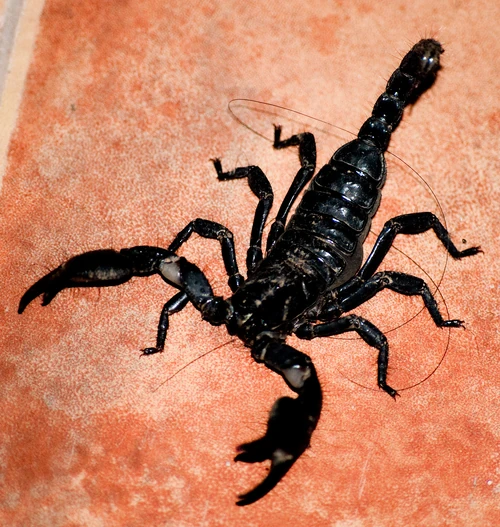 Heterometrus spinifer | Entomophagy Wiki | Fandom