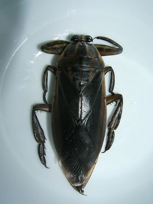 Lethocerus indicus | Entomophagy Wiki | Fandom