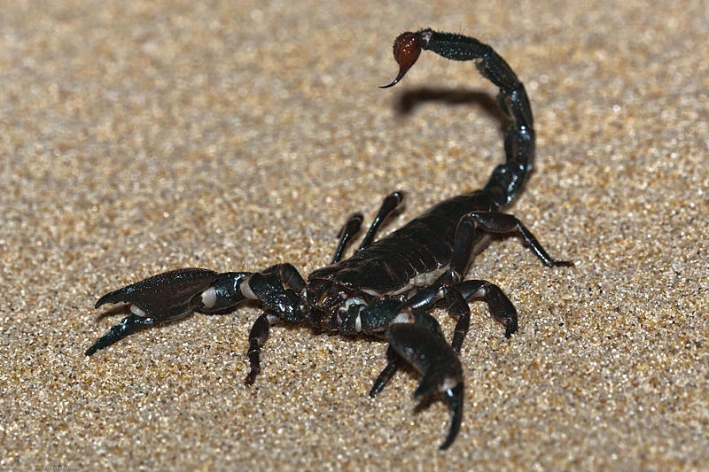 Pandinus imperator | Entomophagy Wiki | Fandom