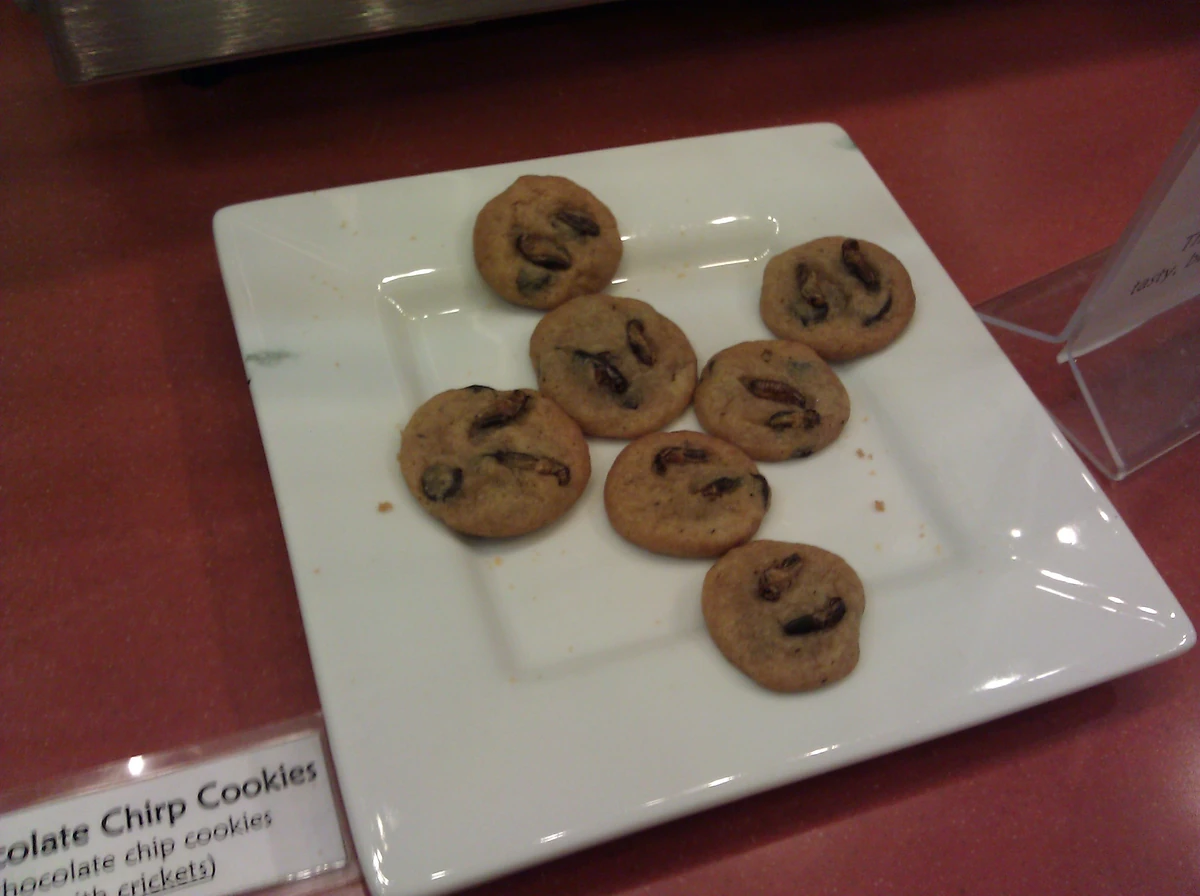 Recipe:Lazy chocolate chirp cookies | Entomophagy Wiki | Fandom