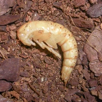 Zophobas morio | Entomophagy Wiki | Fandom