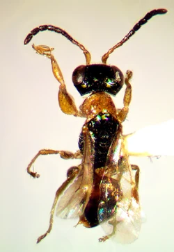 Chrysidoidea | Arthropédie | Fandom