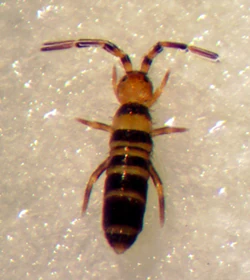 Entomobryomorpha | Arthropédie | Fandom