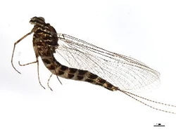 Siphlonurus quebecensis | Arthropédie | Fandom