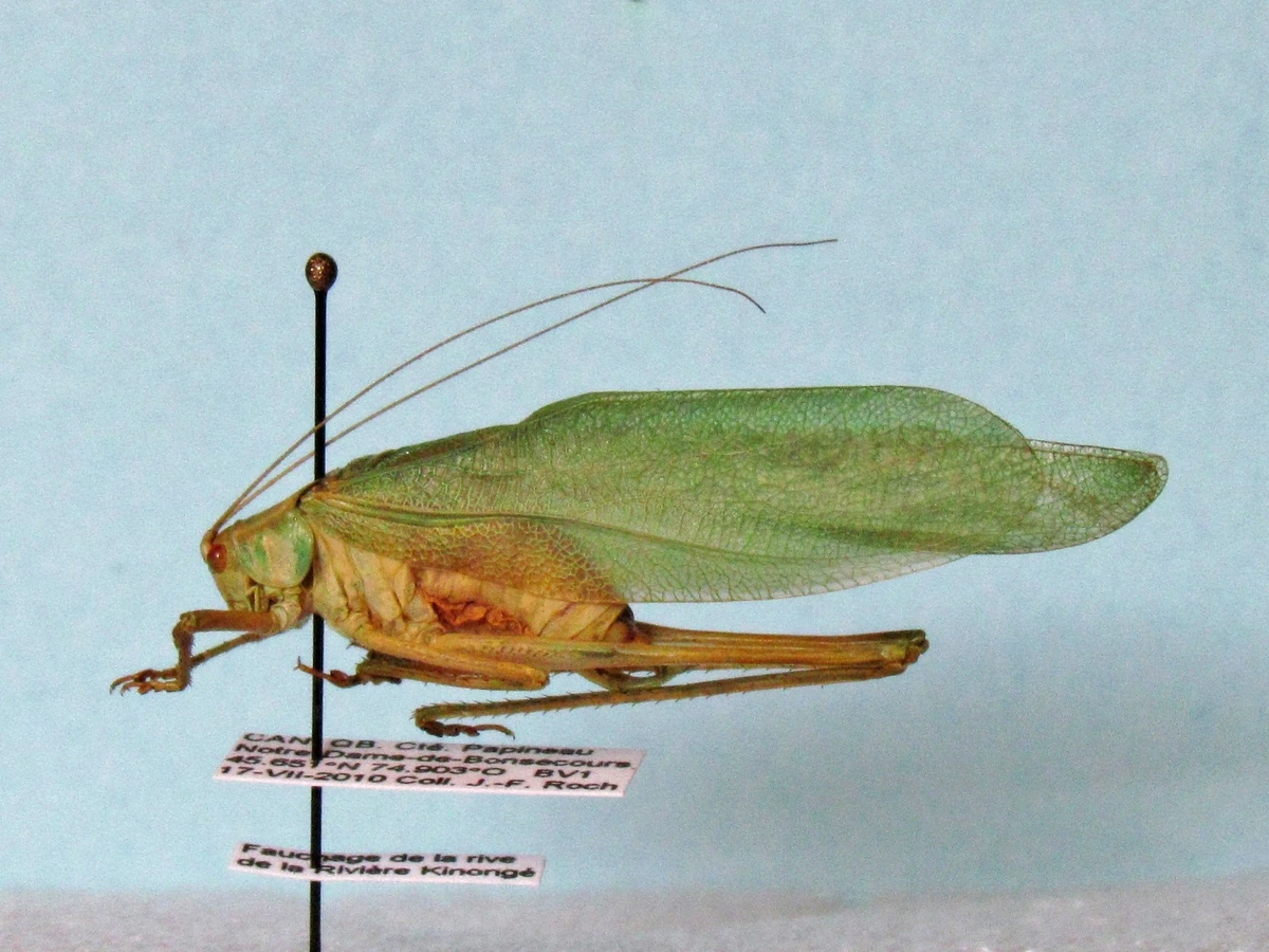 Polyneoptera | Arthropédie | Fandom