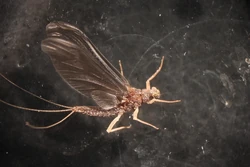 Ephemeroptera | Arthropédie | Fandom