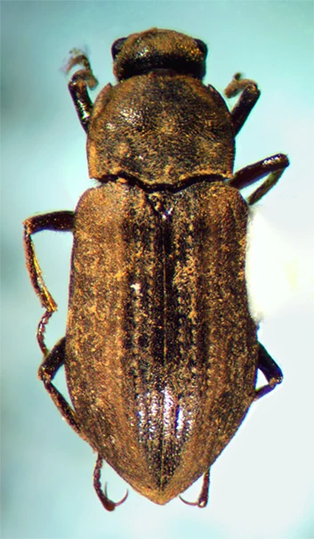 Helichus | Arthropédie | Fandom